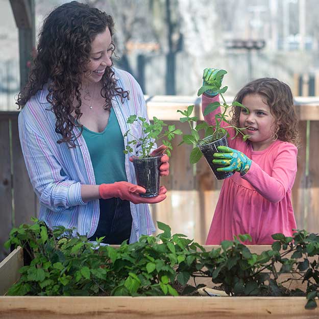 How To Grow an Herb Garden - Chinet®
